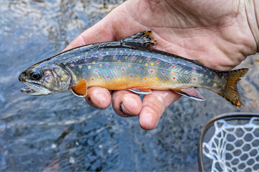 Guided Fishing – The Speckled Trout Outfitters
